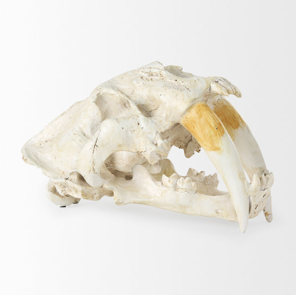Sabretooth Skull Replica | Decor | City Home PDX